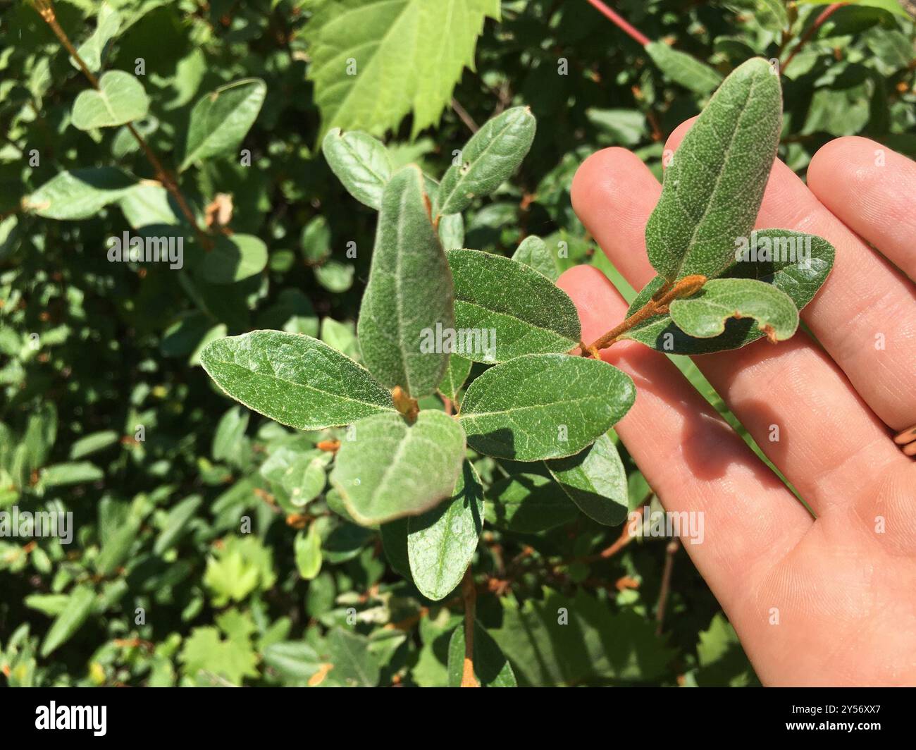 Canadian buffalo-berry (Shepherdia canadensis) Plantae Stock Photo - Alamy