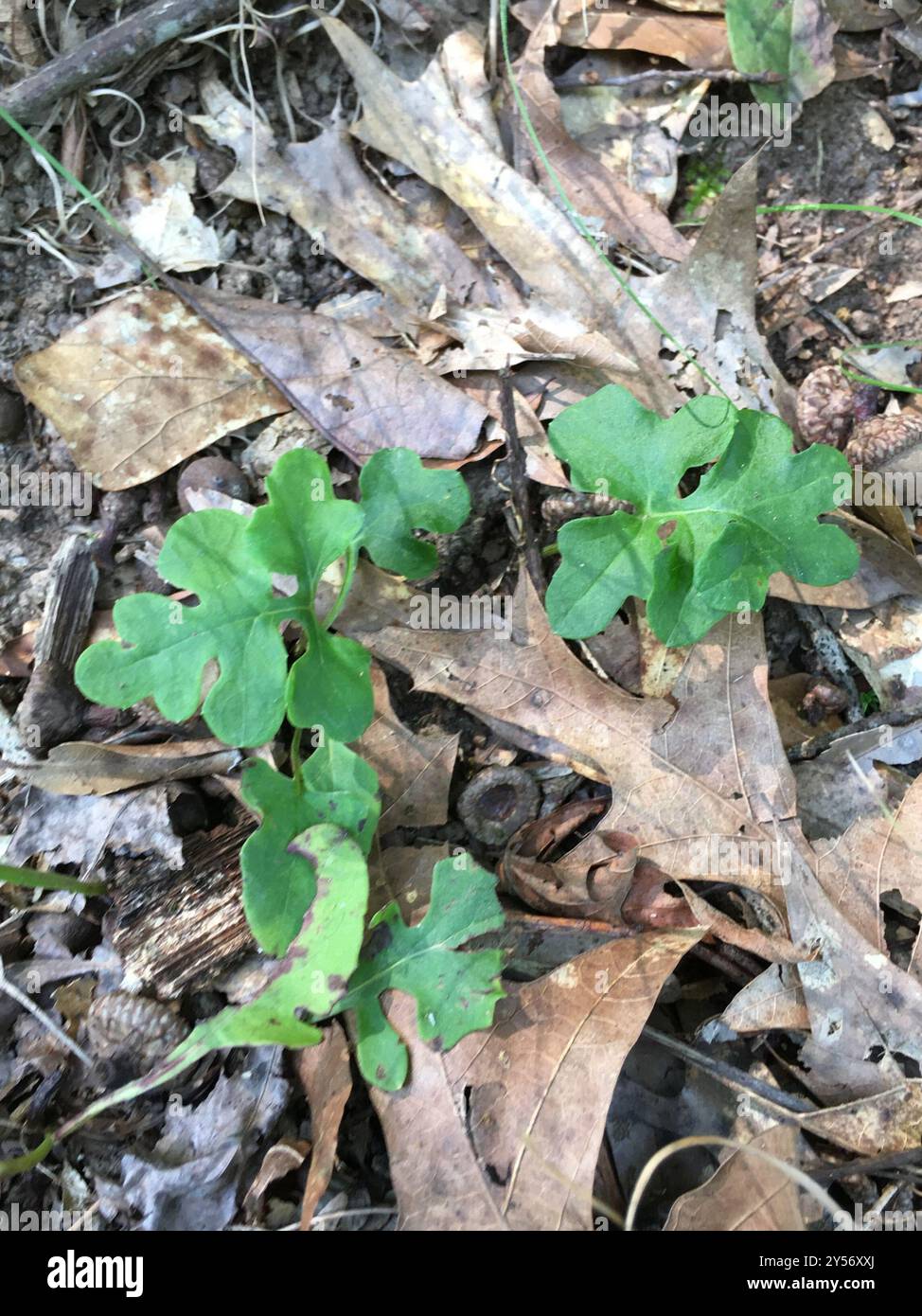 lion's foot rattlesnake root (Nabalus serpentarius) Plantae Stock Photo ...