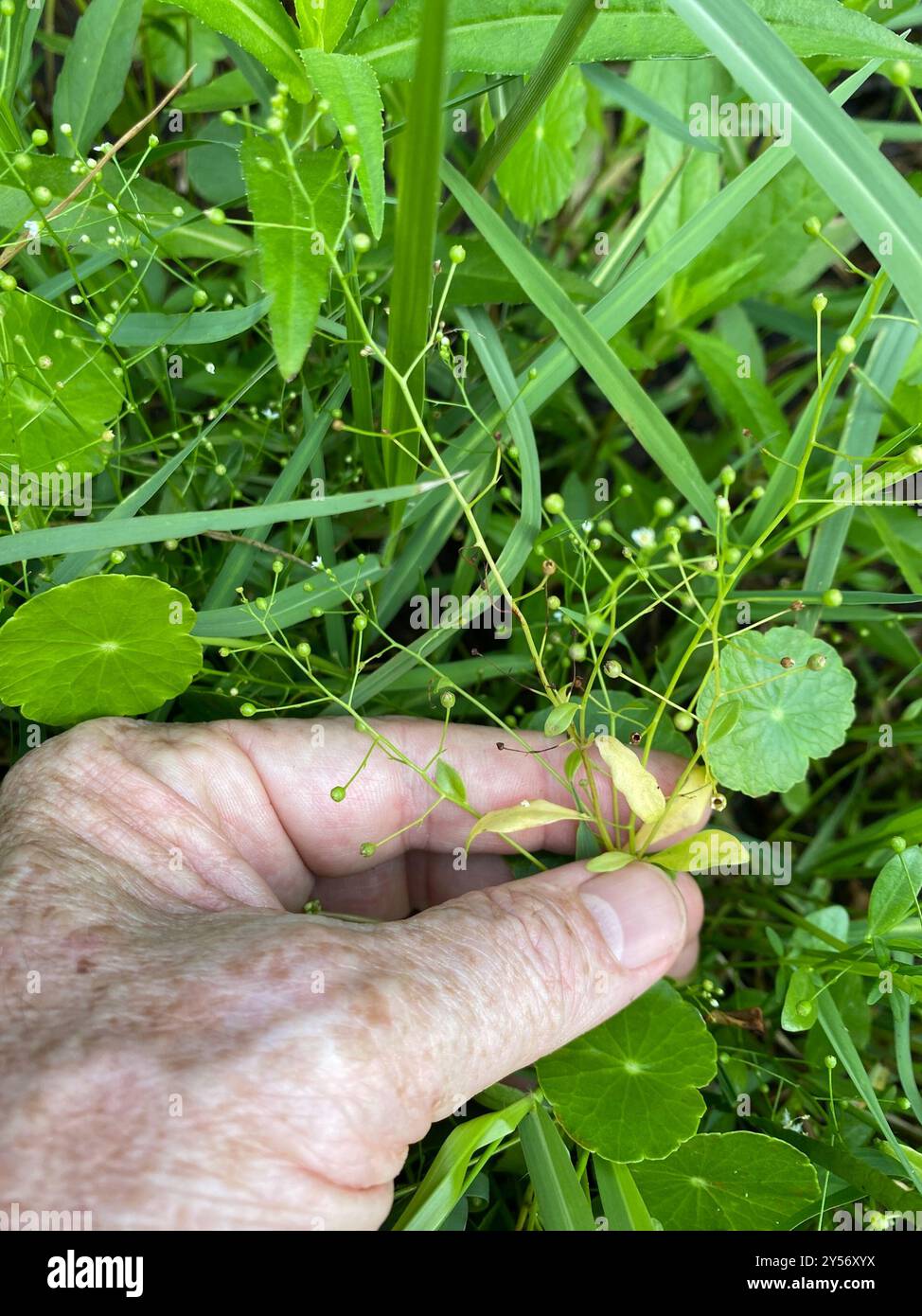 seaside brookweed (Samolus parviflorus) Plantae Stock Photo - Alamy