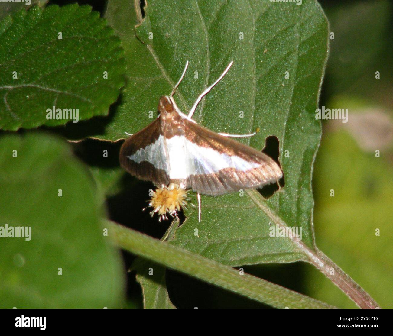 Cucumber Moth (Diaphania indica) Insecta Stock Photo - Alamy