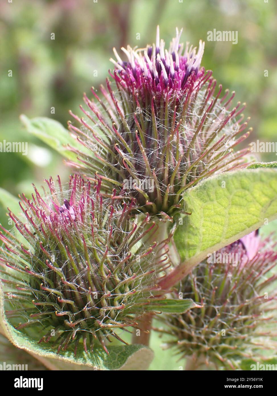 lesser burdock (Arctium minus) Plantae Stock Photo - Alamy