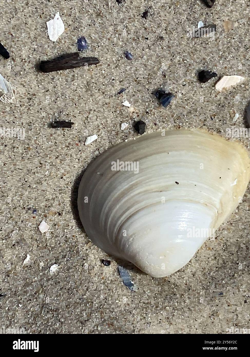 Atlantic Rangia (Rangia cuneata) Mollusca Stock Photo - Alamy