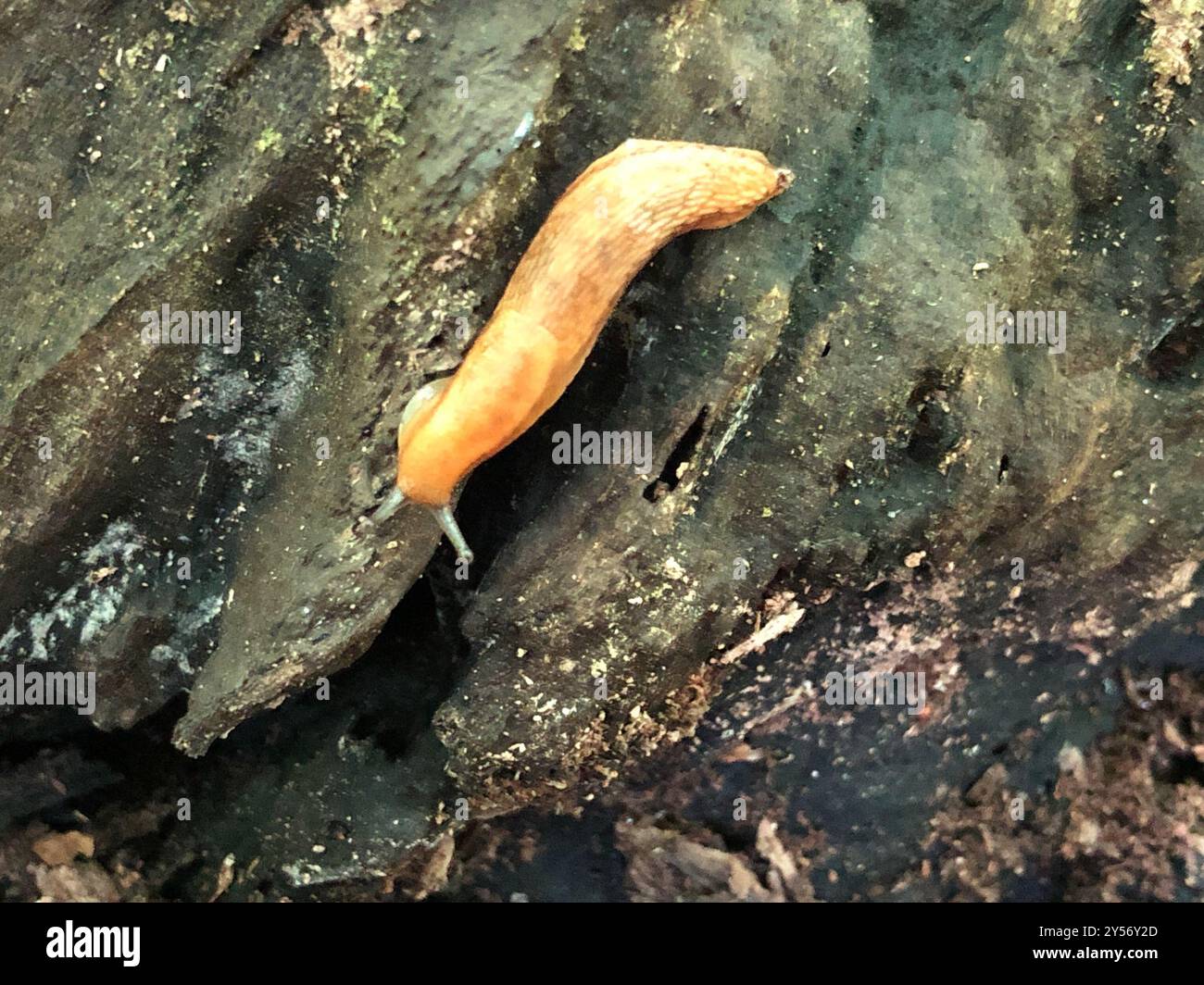 Dusky Slugs (Mesarion) Mollusca Stock Photo - Alamy