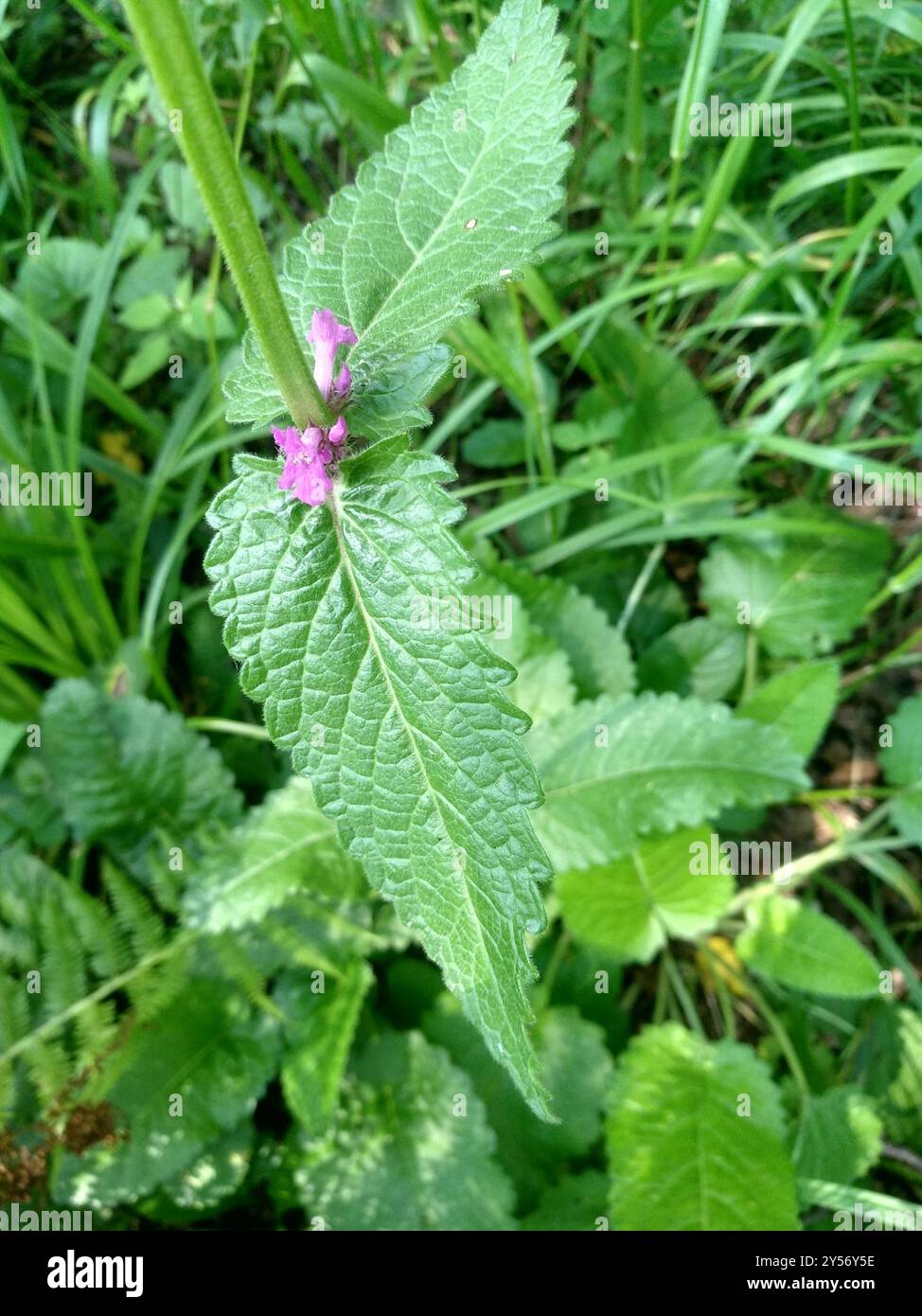 common hedge-nettle (Betonica officinalis) Plantae Stock Photo - Alamy