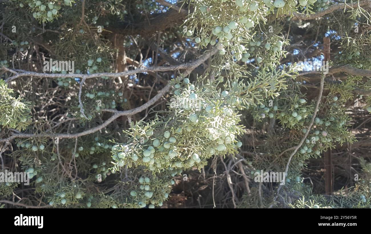California juniper (Juniperus californica) Plantae Stock Photo - Alamy