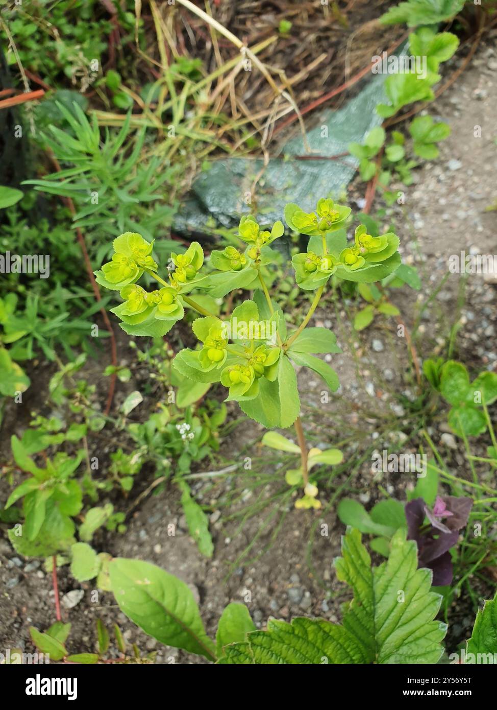 Sun spurge (Euphorbia helioscopia) Plantae Stock Photo - Alamy