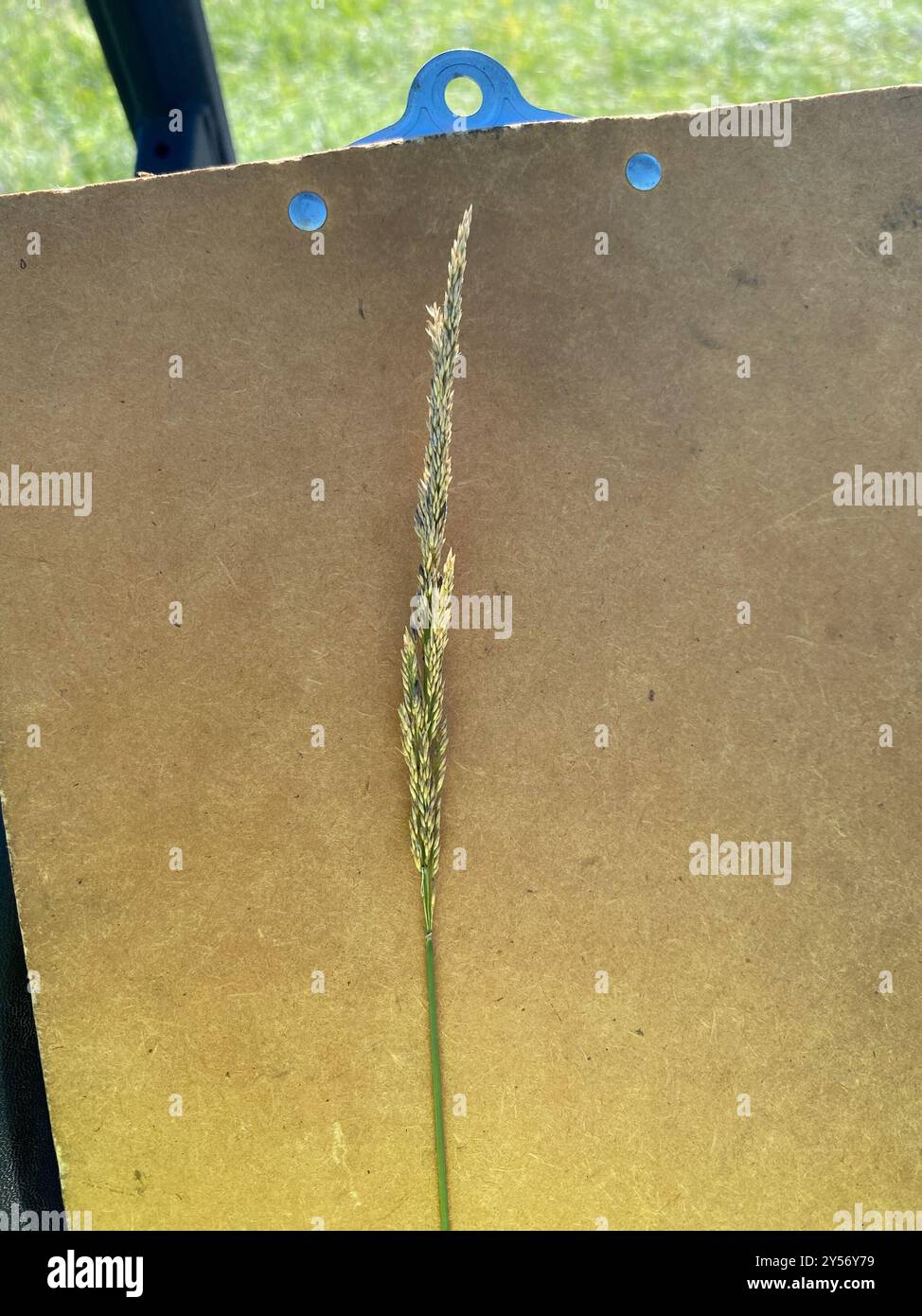 canadian bluejoint (Calamagrostis canadensis) Plantae Stock Photo - Alamy