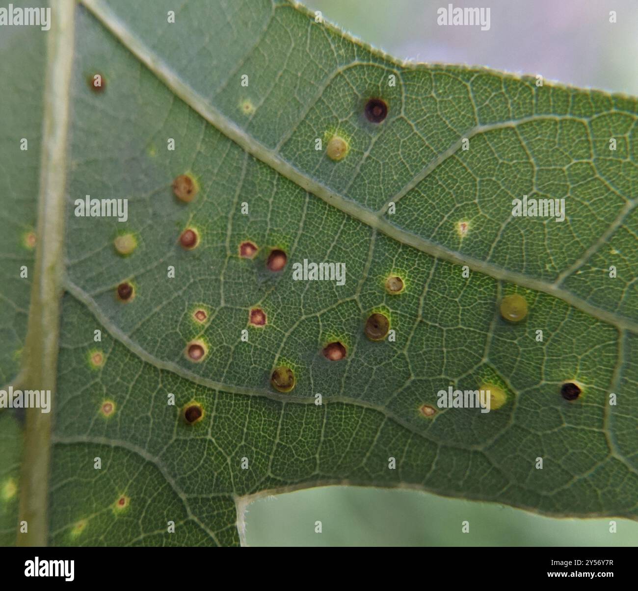 Jumping Gall Wasp (Neuroterus saltarius) Insecta Stock Photo - Alamy