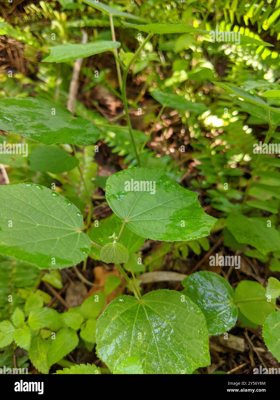Caesar weed (Urena lobata) Plantae Stock Photo - Alamy