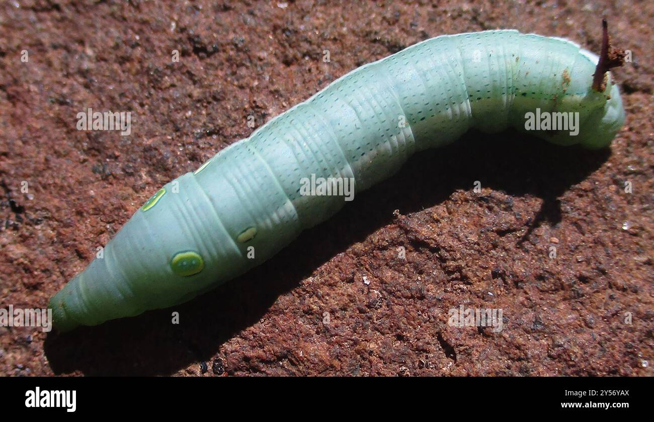 Vine Hawkmoth (Hippotion celerio) Insecta Stock Photo - Alamy