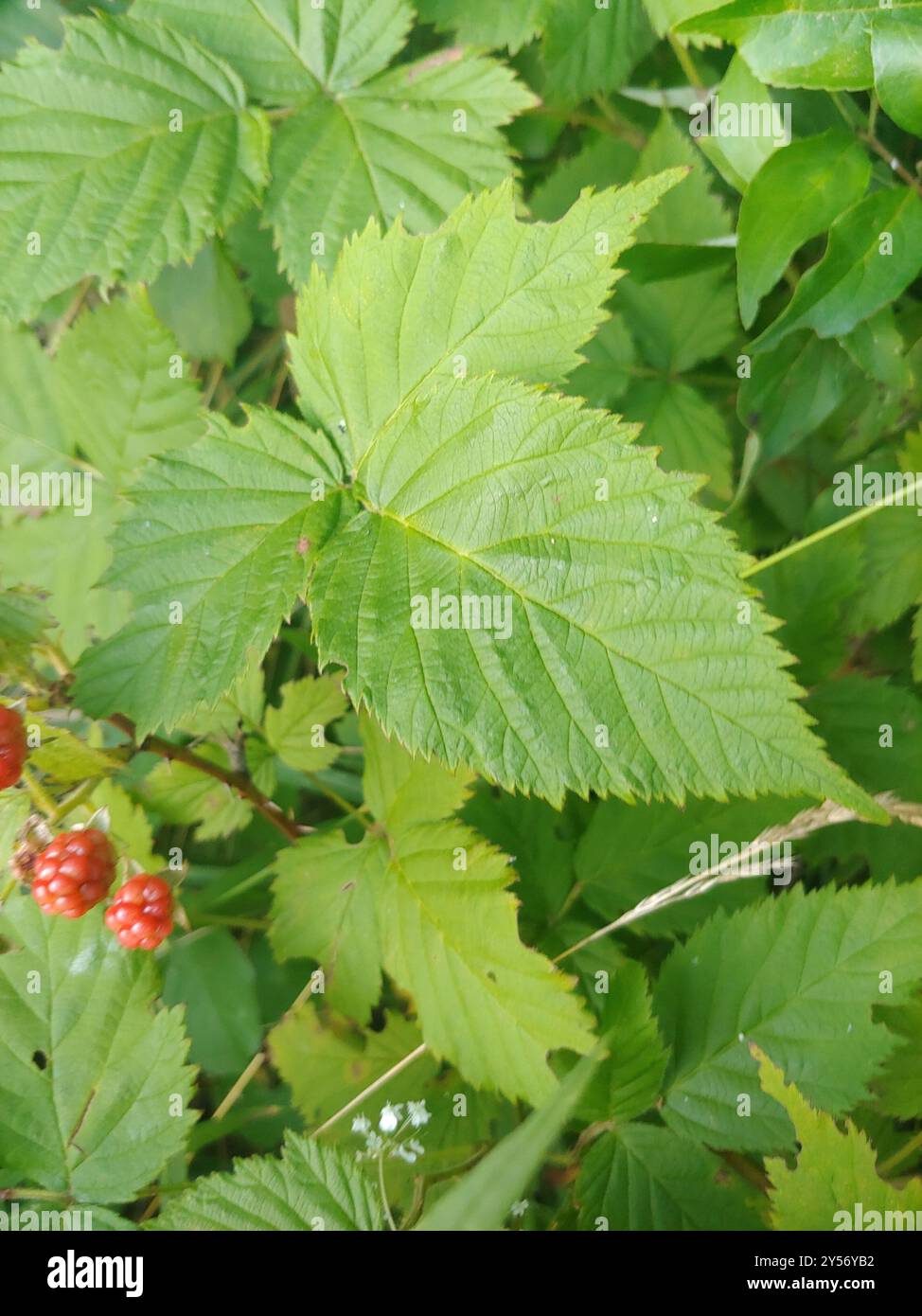 black raspberry (Rubus occidentalis) Plantae Stock Photo - Alamy