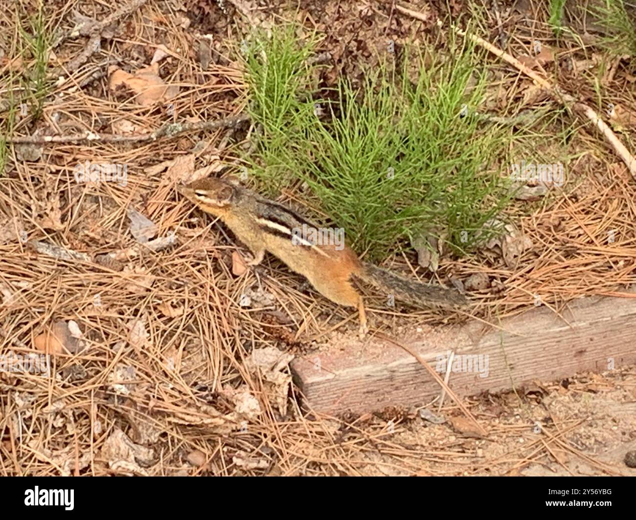 Eastern Chipmunk (Tamias striatus) Mammalia Stock Photo - Alamy