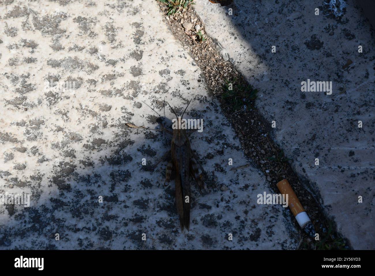 Egyptian Bird Grasshopper (Anacridium aegyptium) Insecta Stock Photo ...
