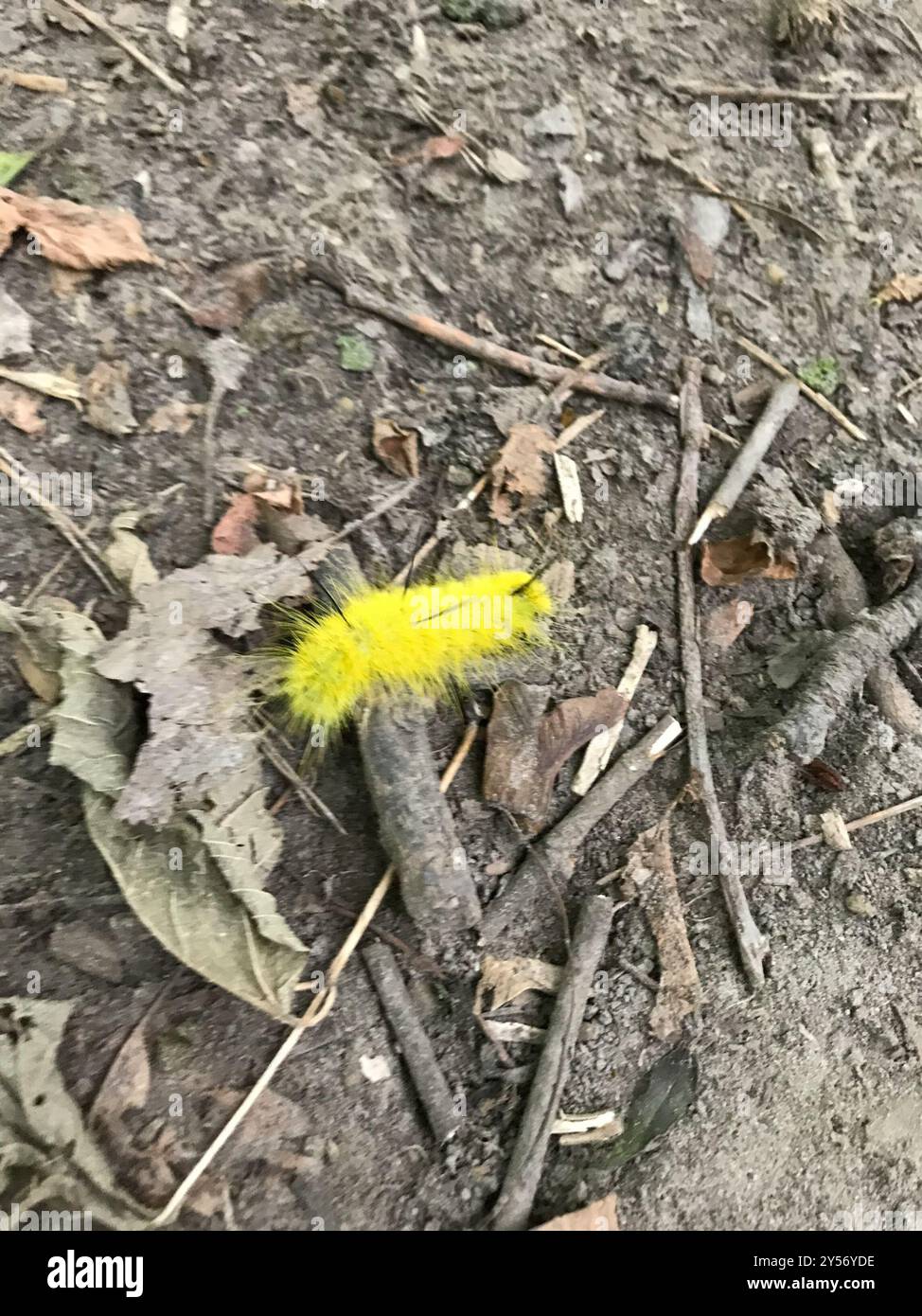 American Dagger (Acronicta americana) Insecta Stock Photo - Alamy