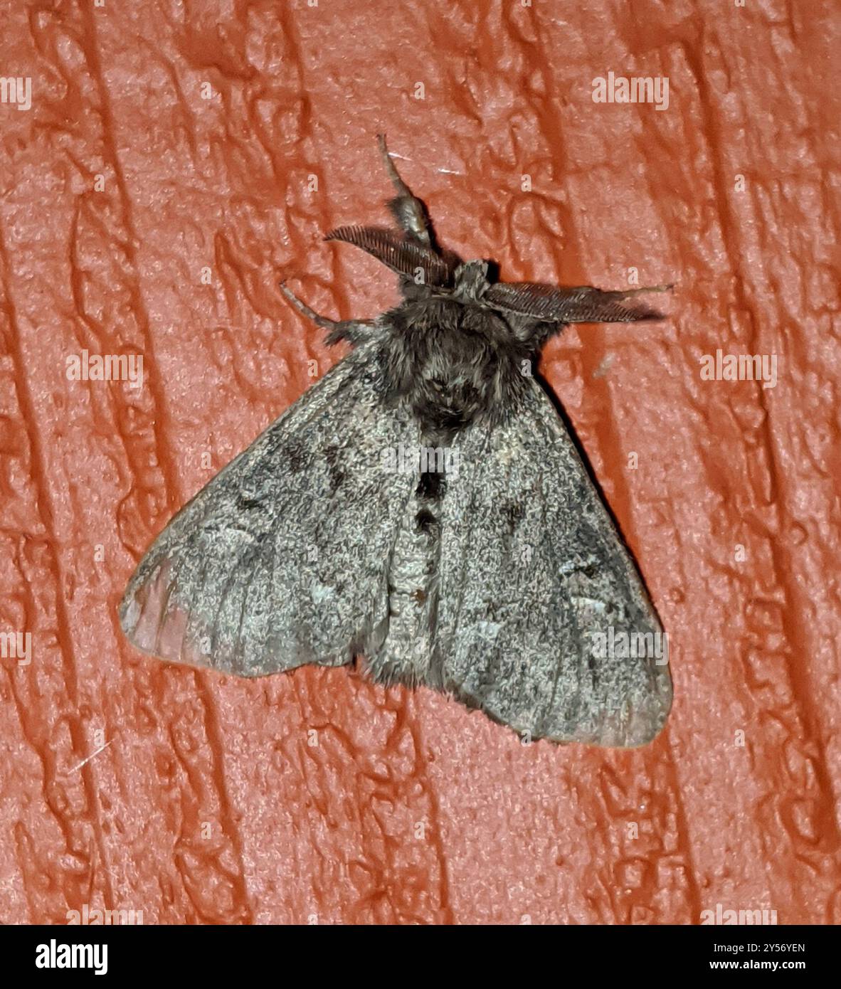 Grizzled Tussock Moth (Dasychira grisefacta) Insecta Stock Photo - Alamy