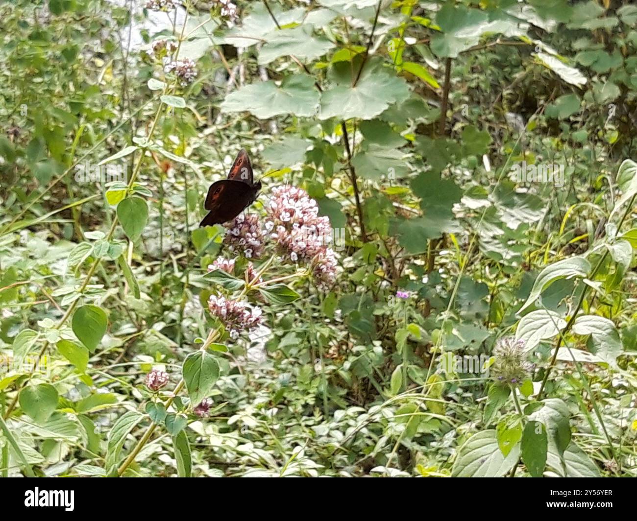 Scotch Argus (Erebia aethiops) Insecta Stock Photo - Alamy