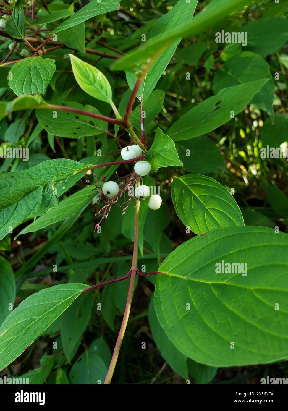 red osier dogwood (Cornus sericea) Plantae Stock Photo - Alamy