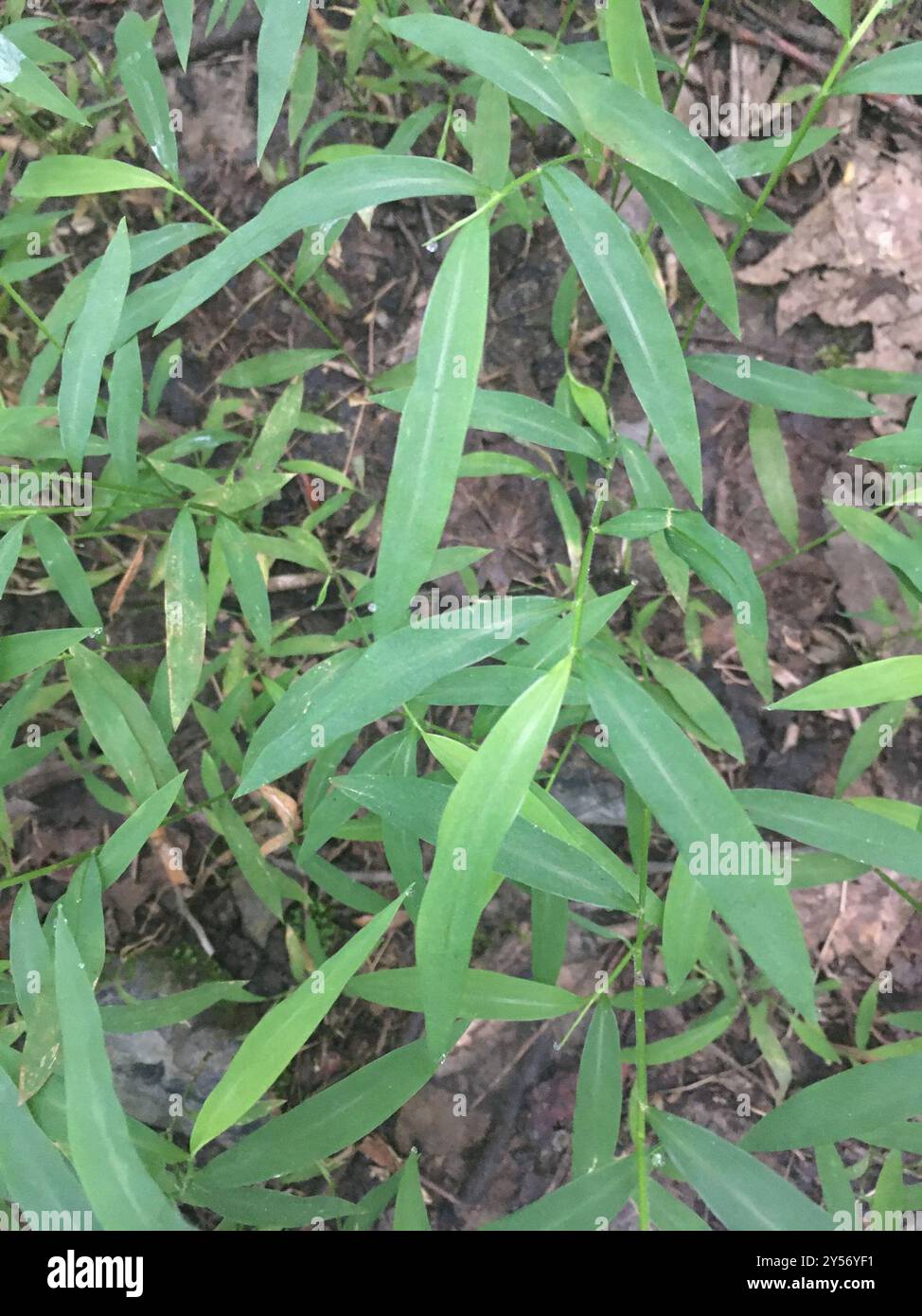 Japanese stiltgrass (Microstegium vimineum) Plantae Stock Photo - Alamy