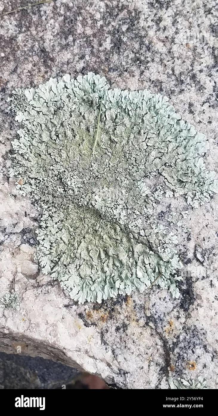 typical shield lichens (Parmelioideae) Fungi Stock Photo - Alamy