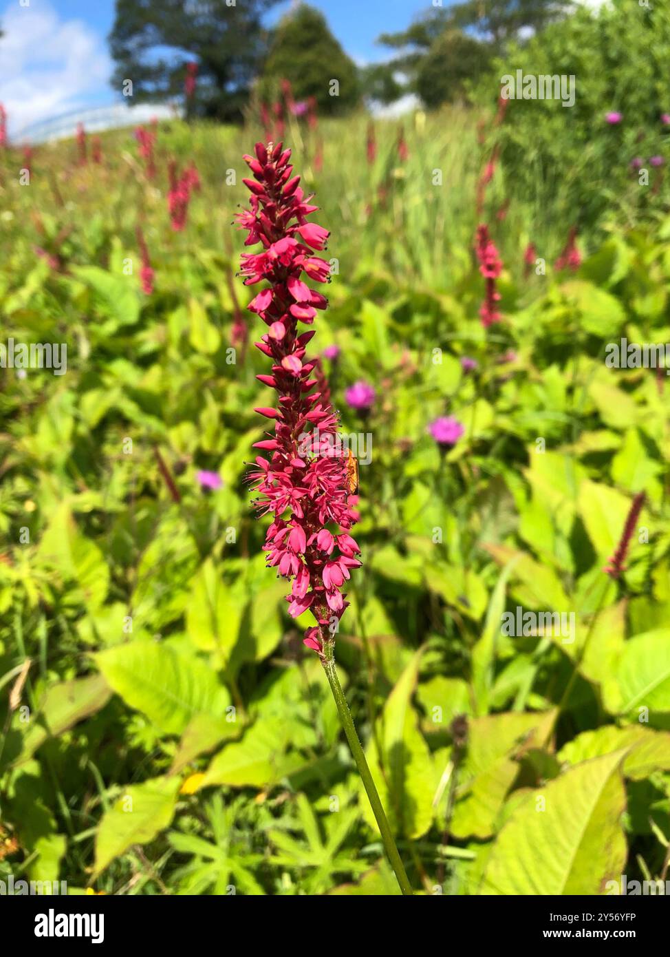 red bistort (Bistorta amplexicaulis) Plantae Stock Photo - Alamy