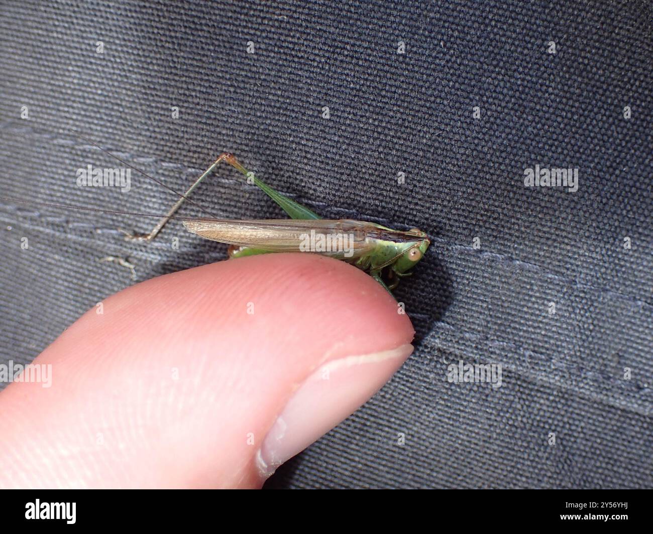 Long-winged Conehead (Conocephalus fuscus) Insecta Stock Photo - Alamy