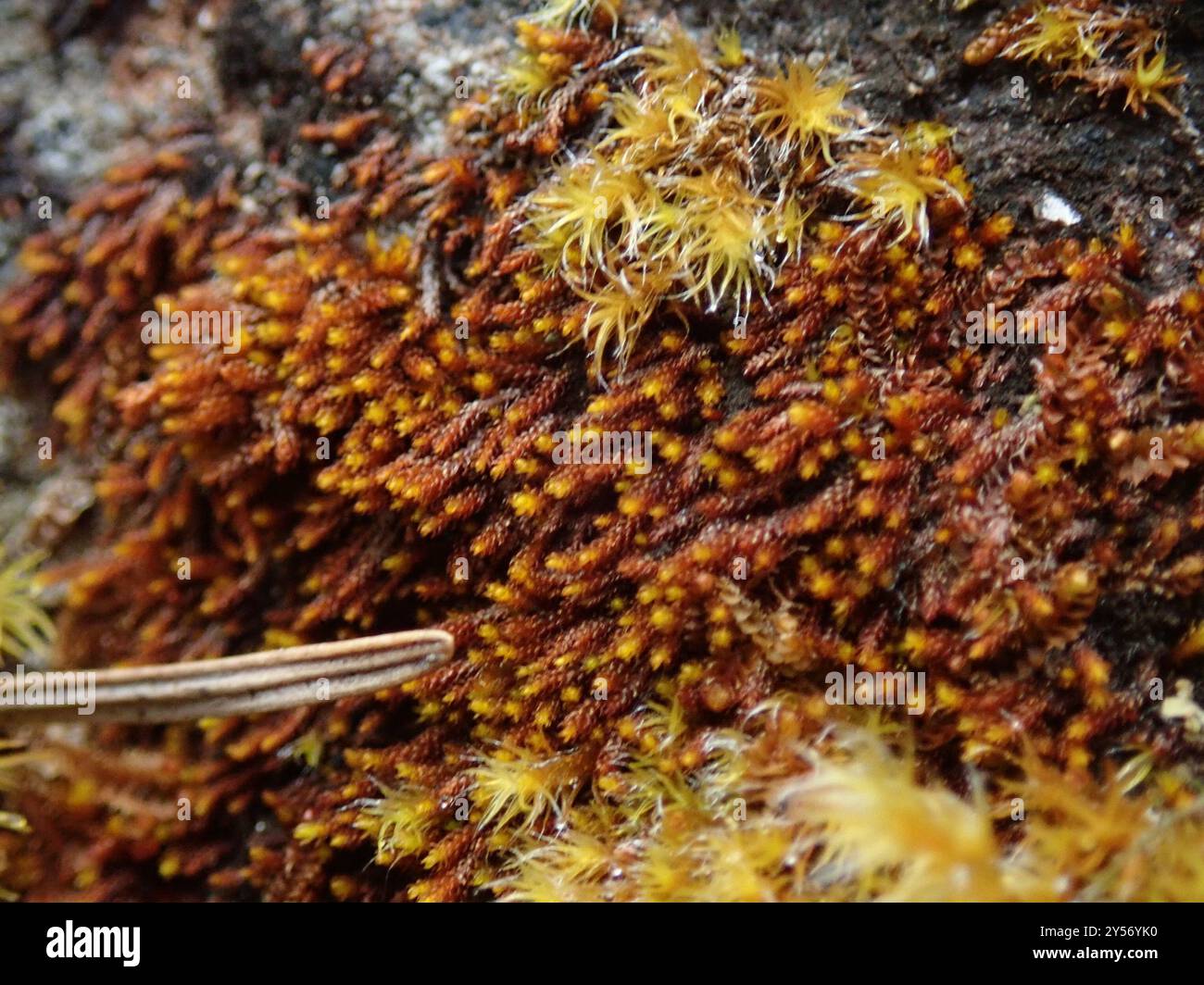 Black Rock Moss (Andreaea rupestris) Plantae Stock Photo - Alamy