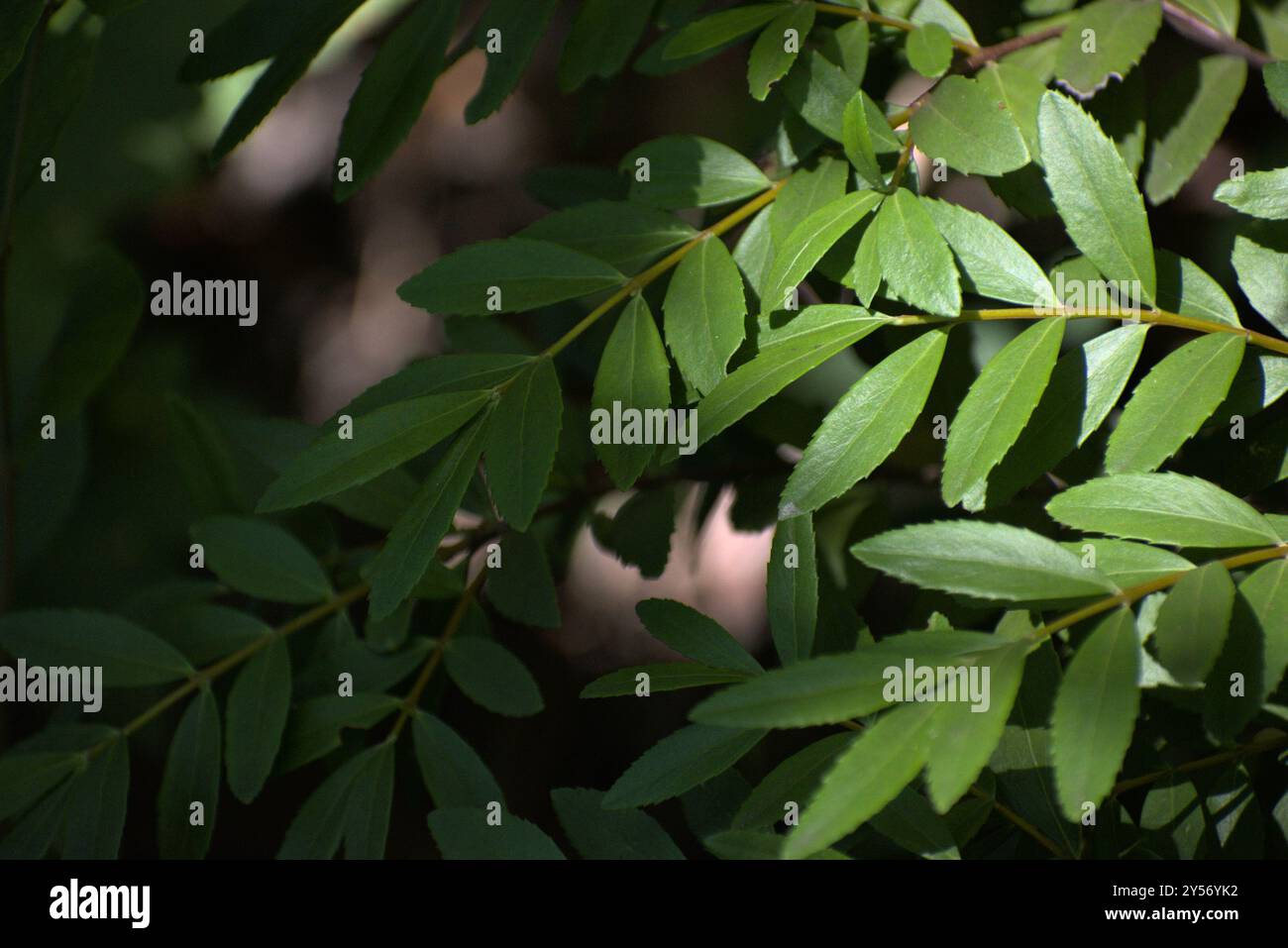 Oregon Boxwood (Paxistima myrsinites) Plantae Stock Photo - Alamy
