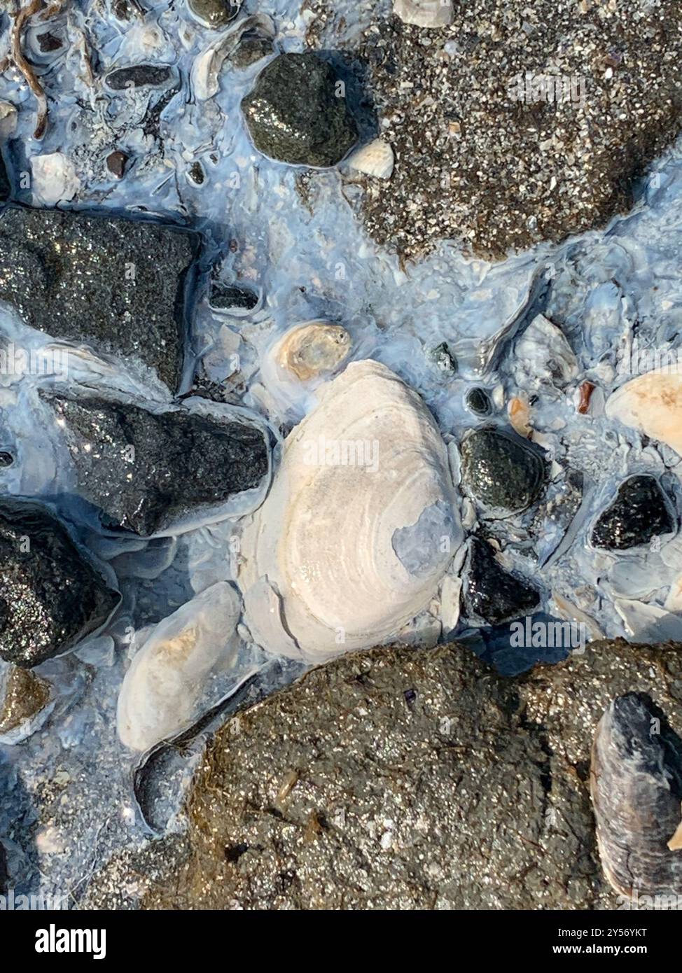 Bent-nosed Clam (Macoma nasuta) Mollusca Stock Photo - Alamy