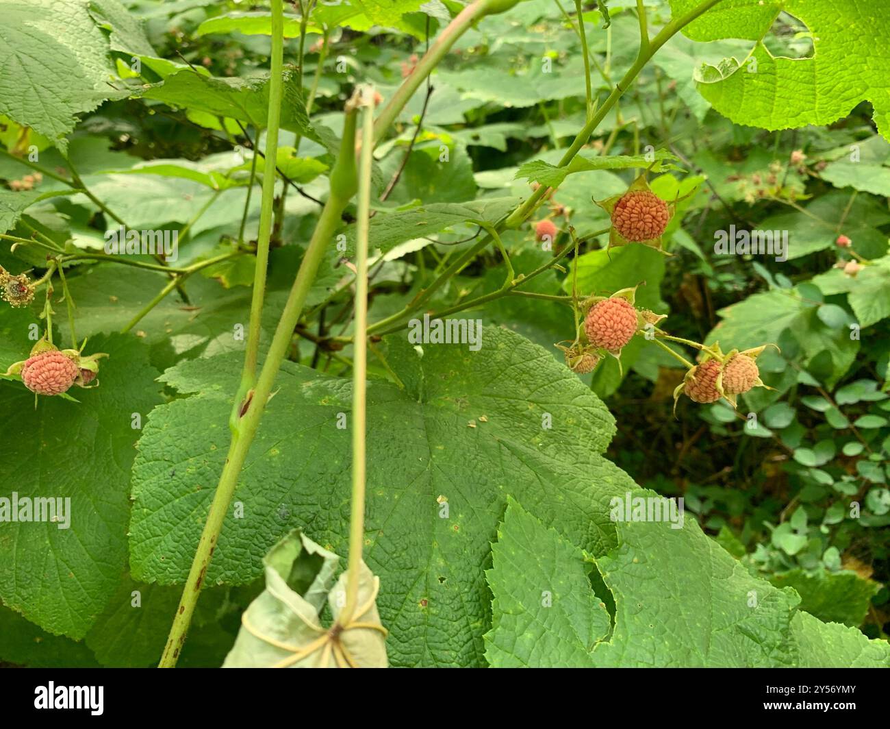 thimbleberry (Rubus parviflorus) Plantae Stock Photo - Alamy