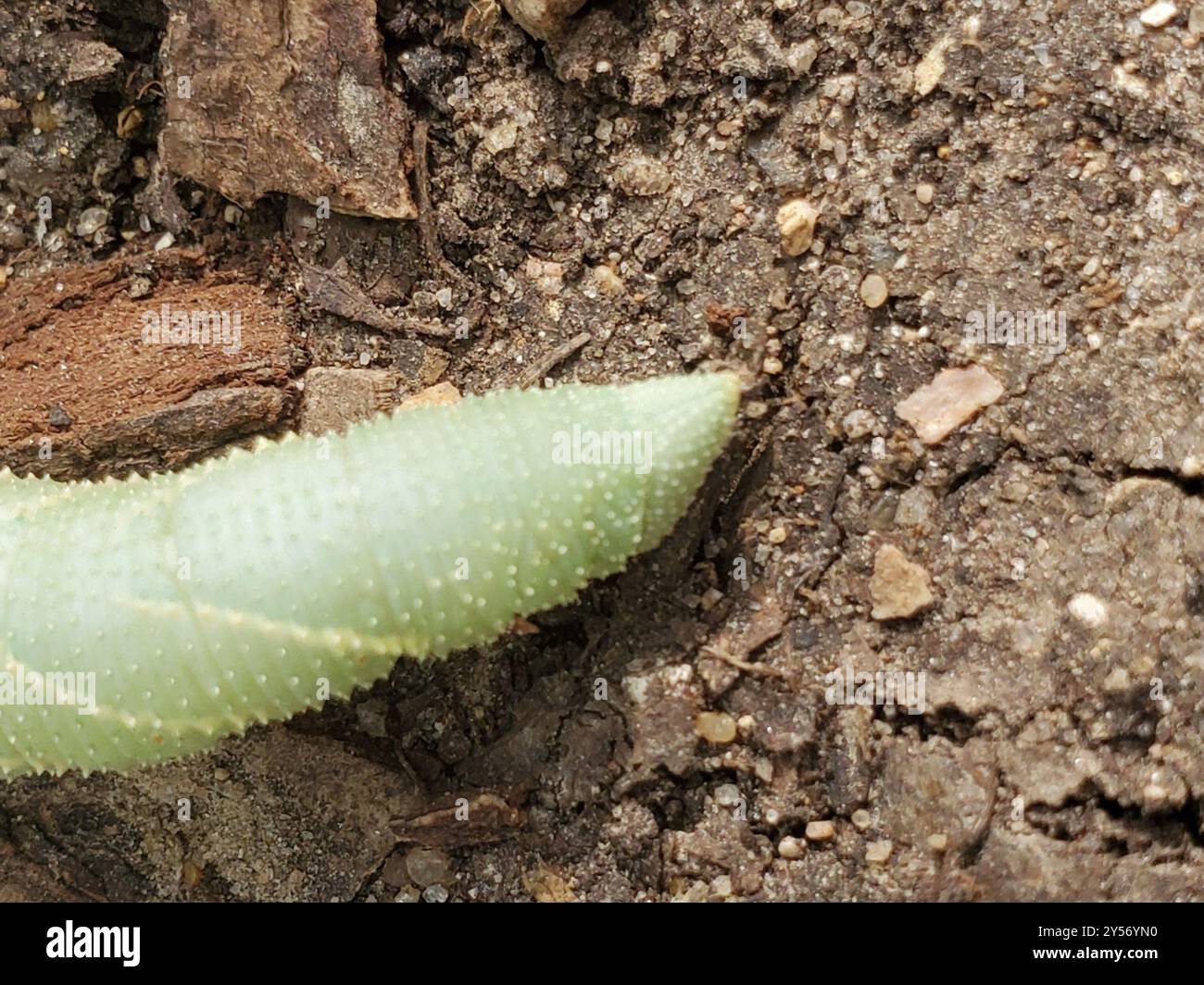Walnut Sphinx (Amorpha juglandis) Insecta Stock Photo - Alamy