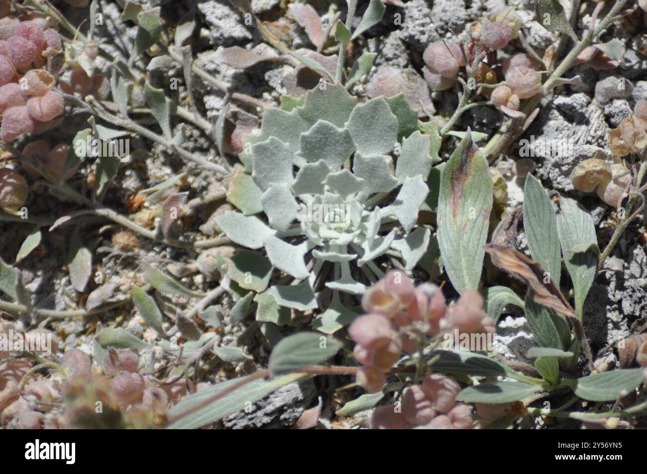 bladderpods (Physaria) Plantae Stock Photo - Alamy
