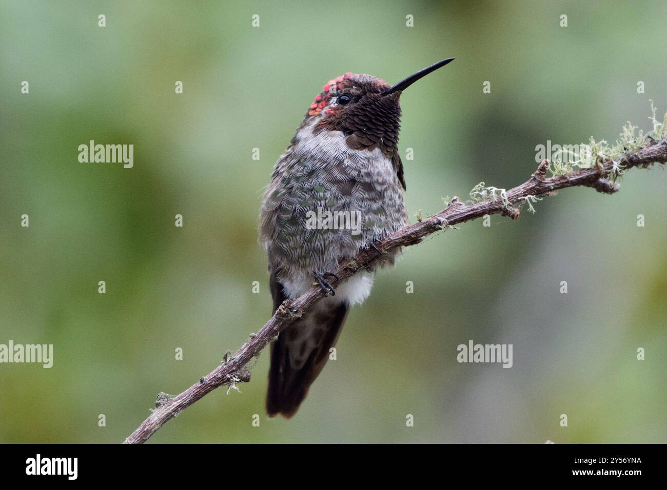 Anna's Hummingbird (Calypte anna) Aves Stock Photo - Alamy