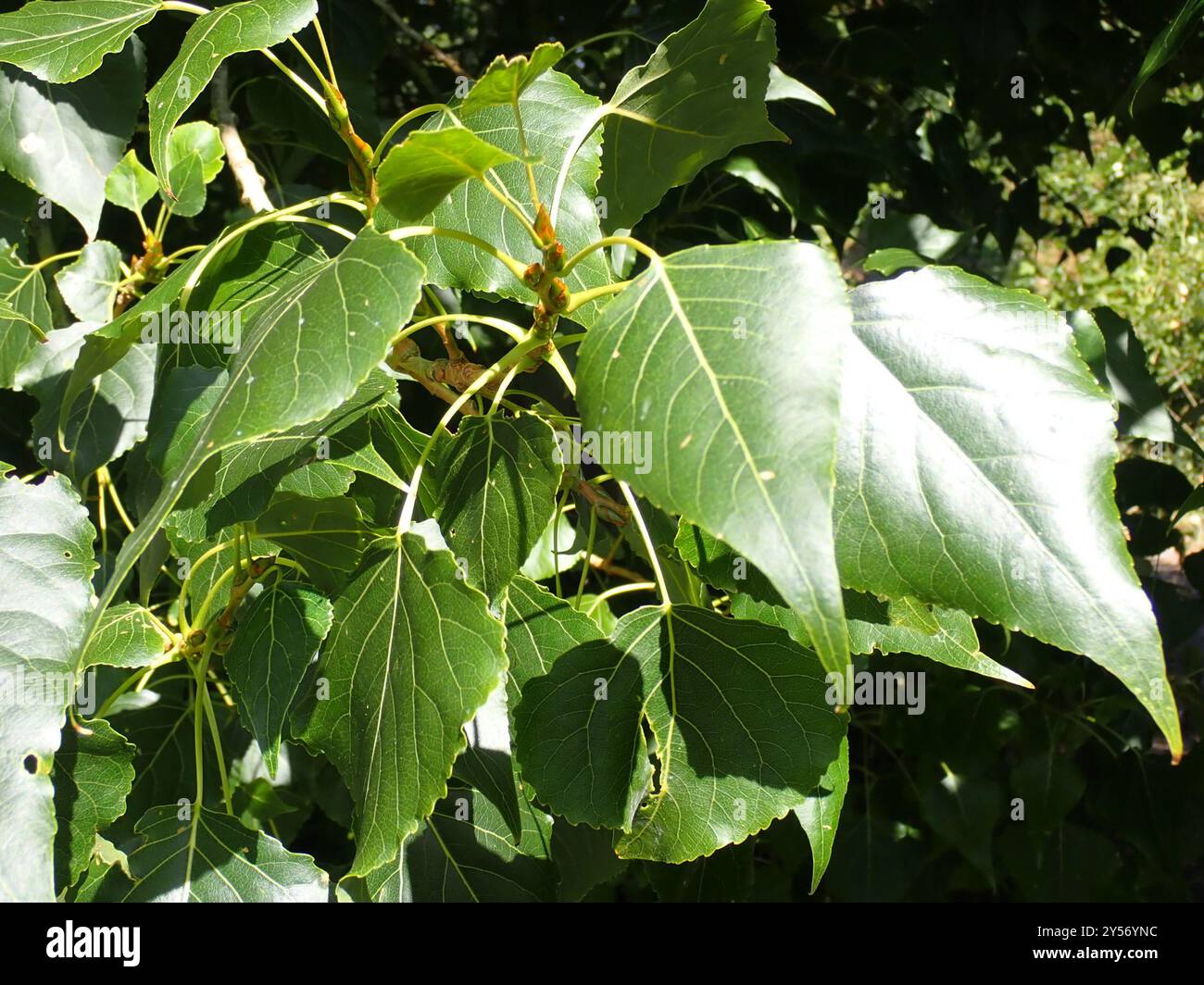 Hybrid Black-poplar (Populus × canadensis) Plantae Stock Photo - Alamy