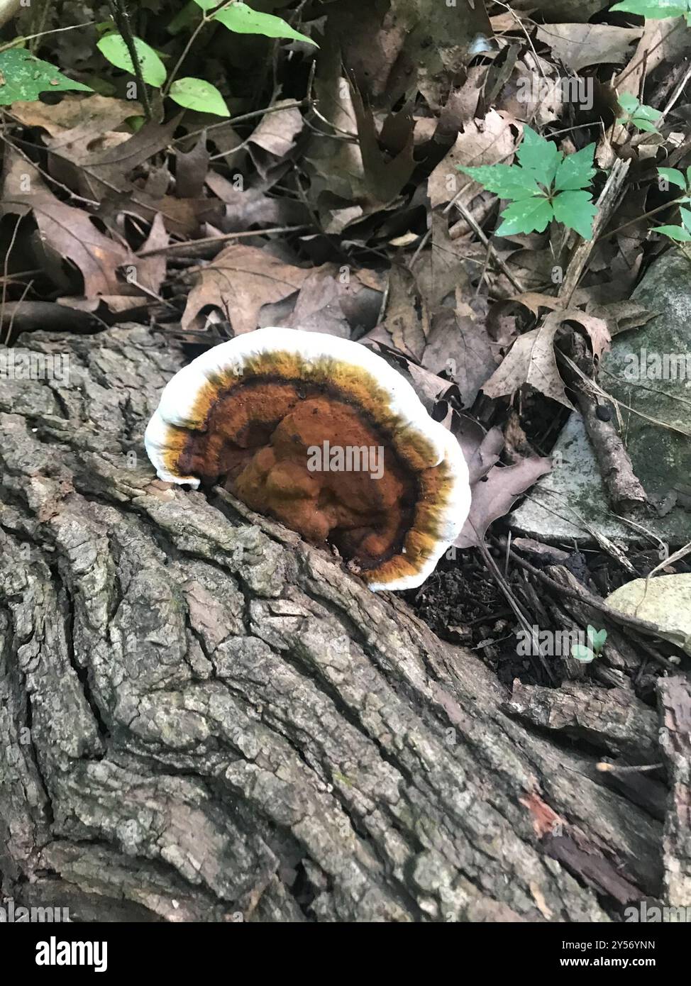 artist's bracket (Ganoderma applanatum) Fungi Stock Photo - Alamy