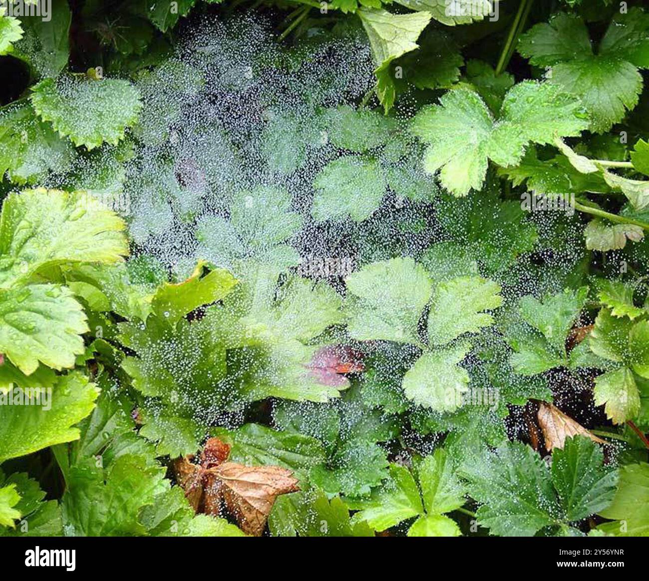 Grass Spiders (Agelenopsis) Arachnida Stock Photo - Alamy