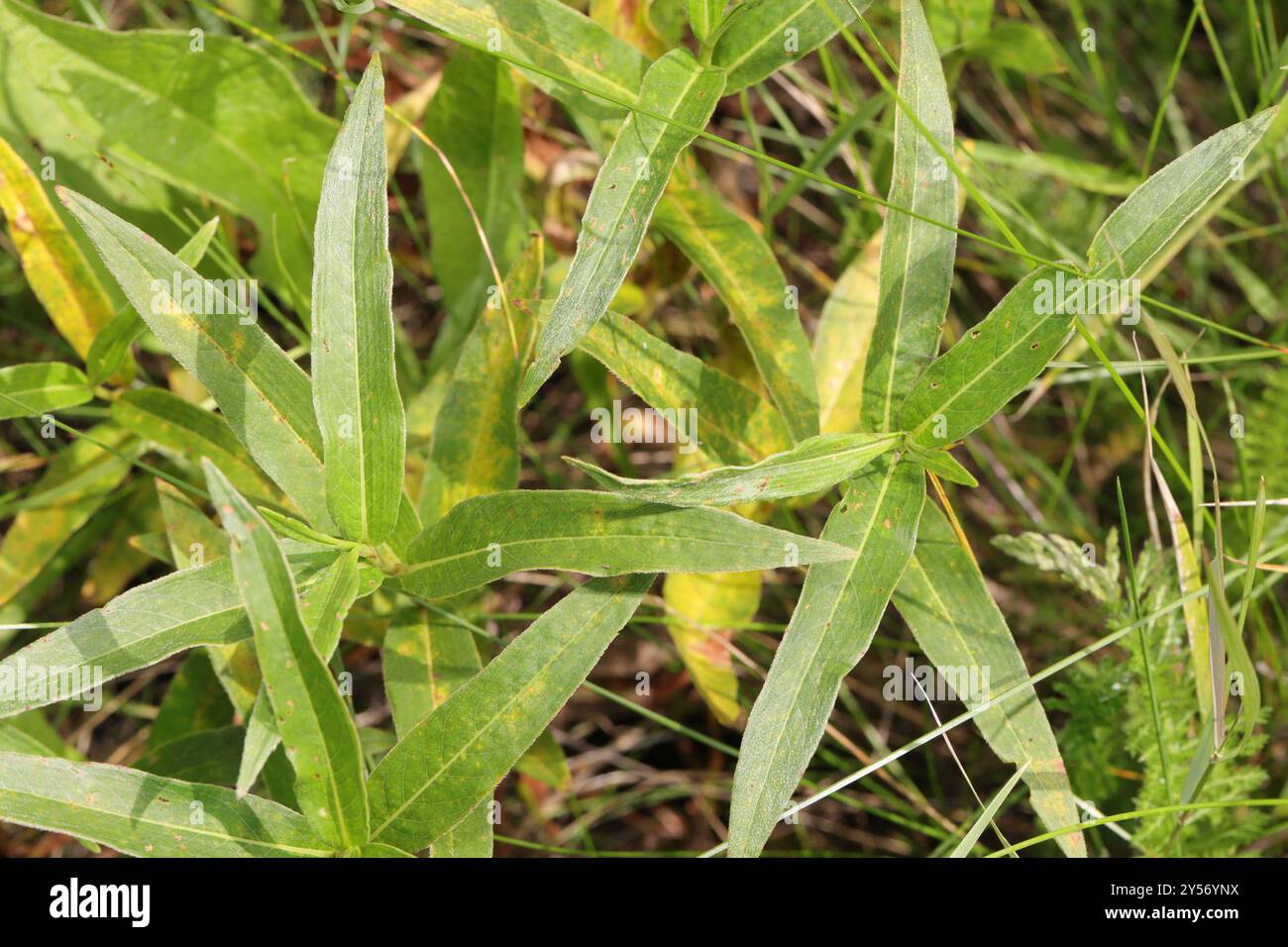 water smartweed (Persicaria amphibia) Plantae Stock Photo - Alamy