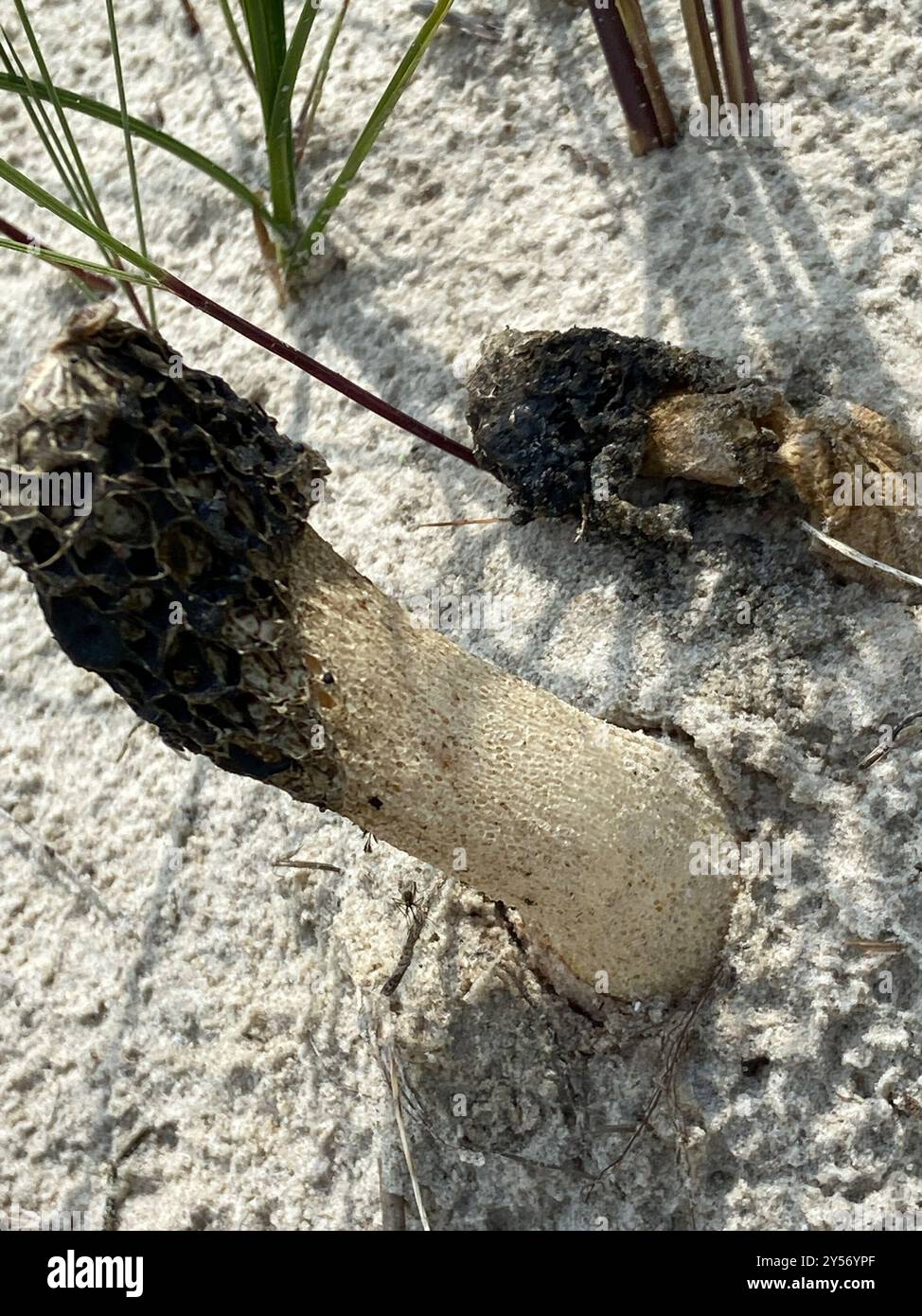 dune stinkhorn (Phallus hadriani) Fungi Stock Photo - Alamy