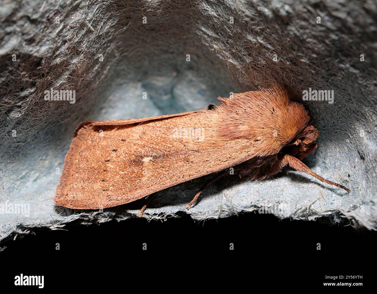 The Clay (Mythimna ferrago) Insecta Stock Photo - Alamy