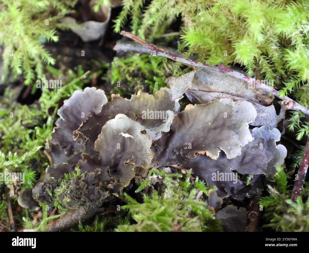 scaly pelt lichen (Peltigera praetextata) Fungi Stock Photo - Alamy
