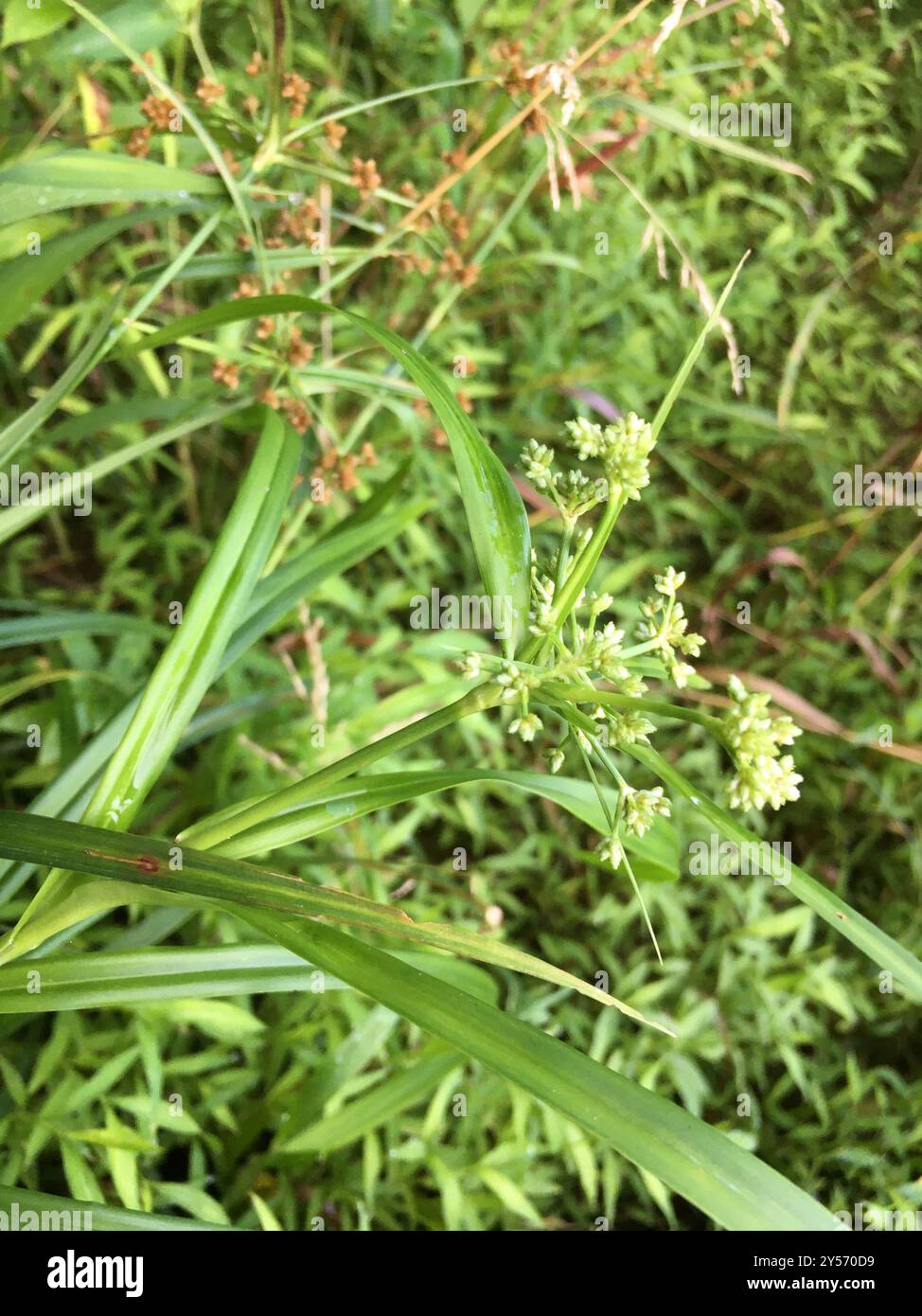 Three-way Sedge (Dulichium arundinaceum) Plantae Stock Photo - Alamy