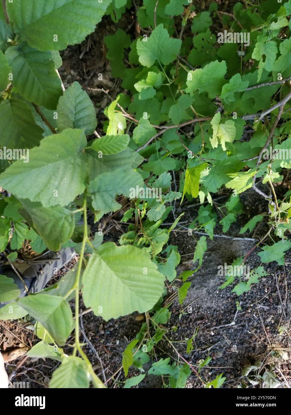 white alder (Alnus rhombifolia) Plantae Stock Photo - Alamy