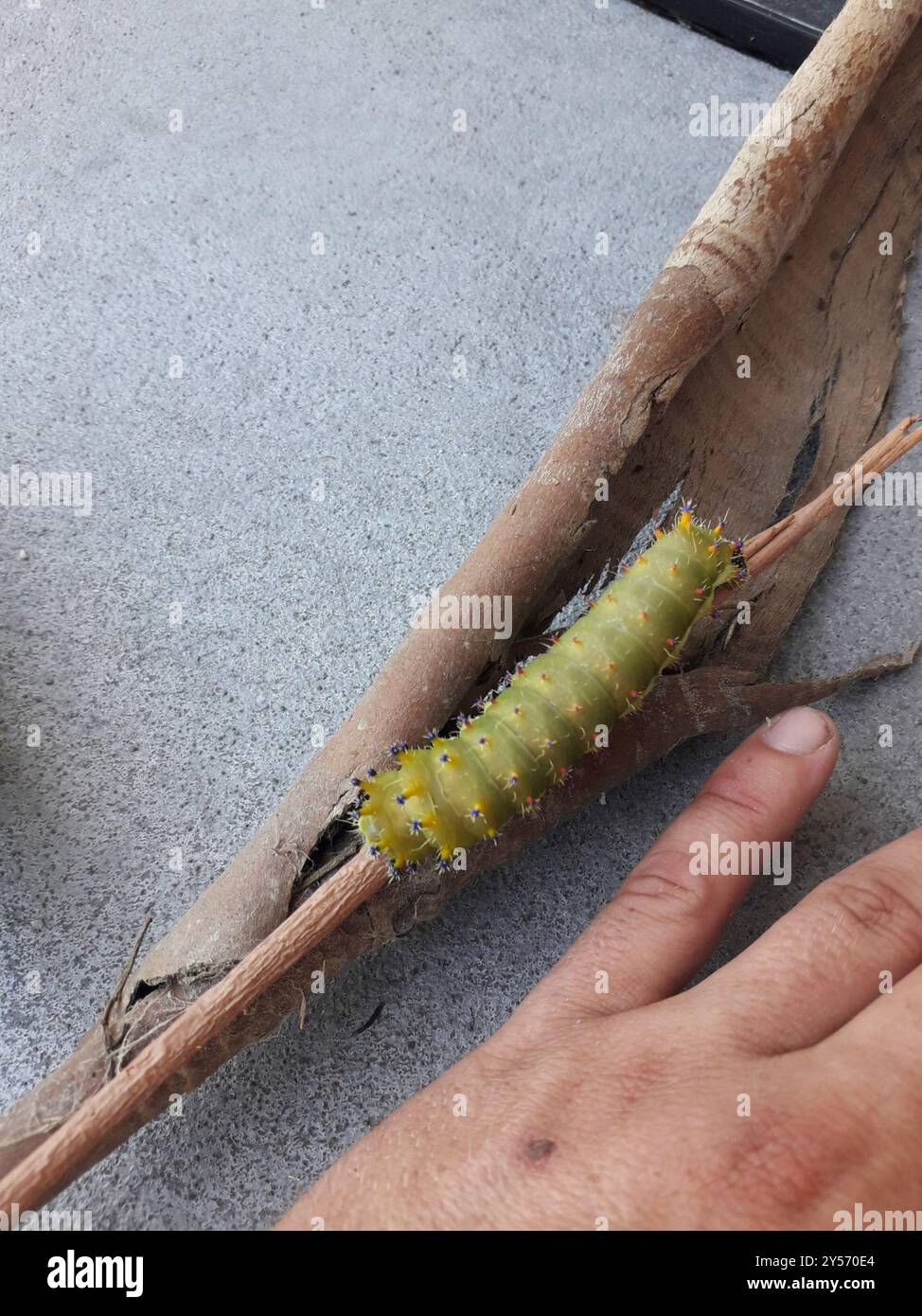 Emperor Gum Moth (Opodiphthera eucalypti) Insecta Stock Photo - Alamy