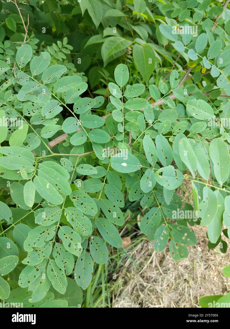 black locust (Robinia pseudoacacia) Plantae Stock Photo - Alamy