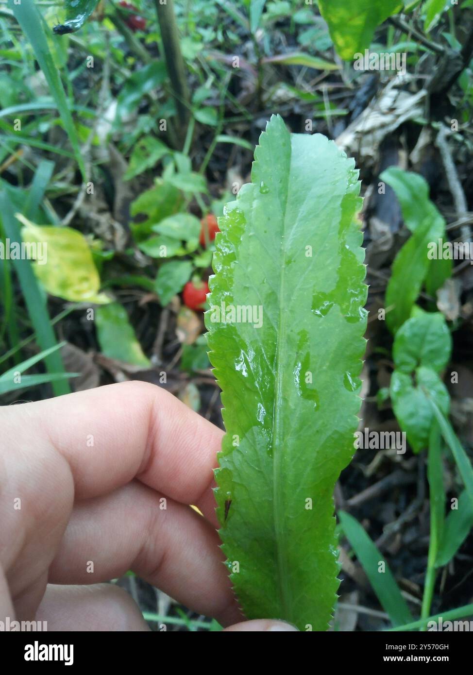 Mexican Culantro (Eryngium foetidum) Plantae Stock Photo - Alamy