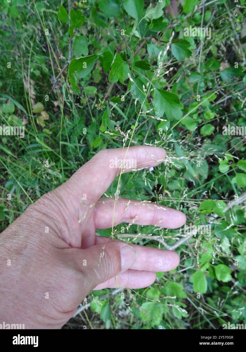 Wood Millet (Milium effusum) Plantae Stock Photo - Alamy