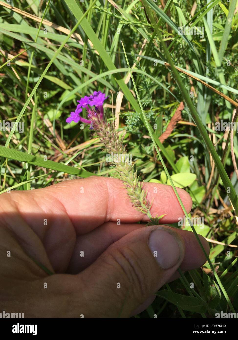 Slender Vervain (Verbena rigida) Plantae Stock Photo - Alamy