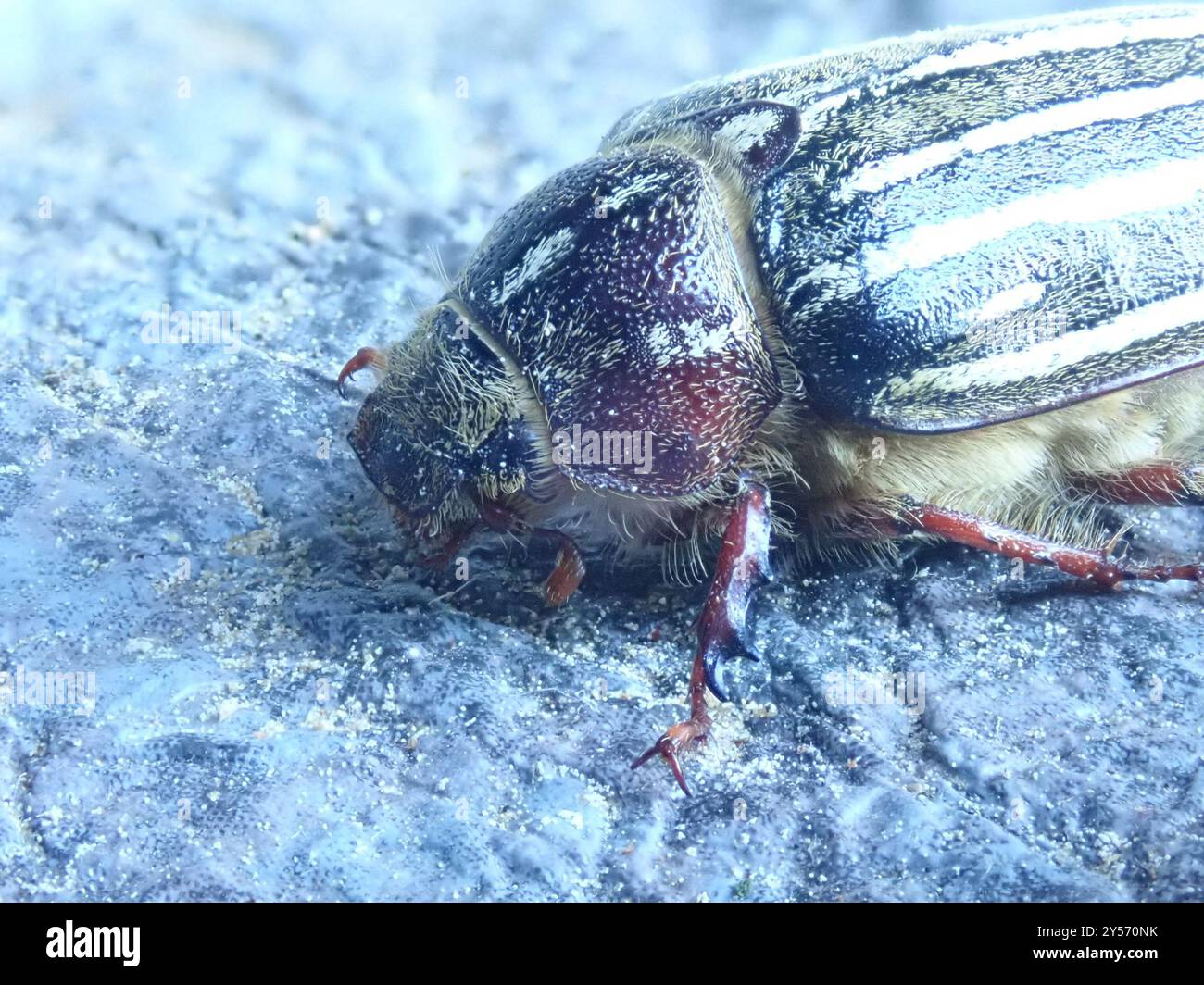 Long-haired June Beetle (Polyphylla crinita) Insecta Stock Photo - Alamy