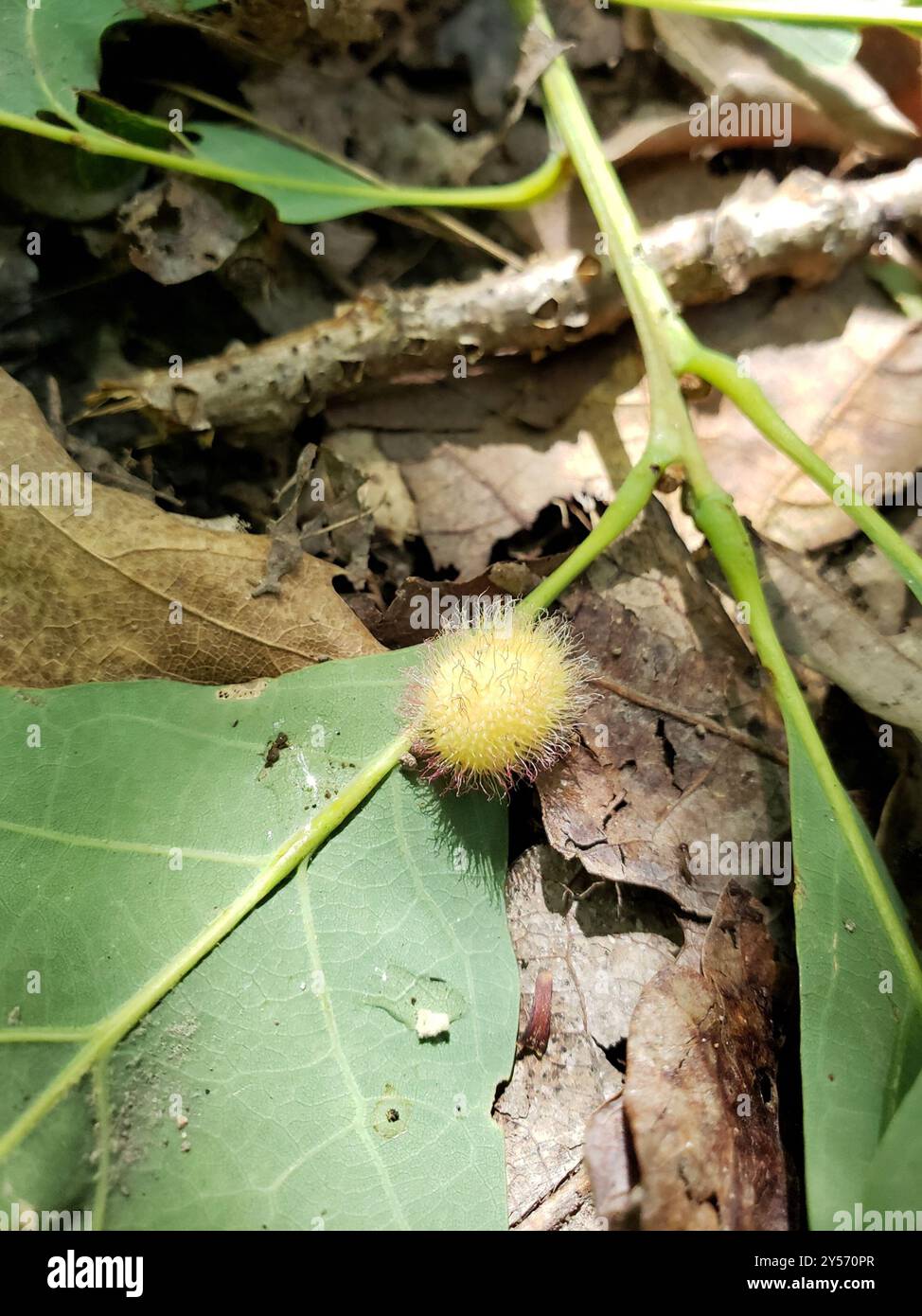 Hedgehog Gall Wasp (Acraspis erinacei) Insecta Stock Photo - Alamy