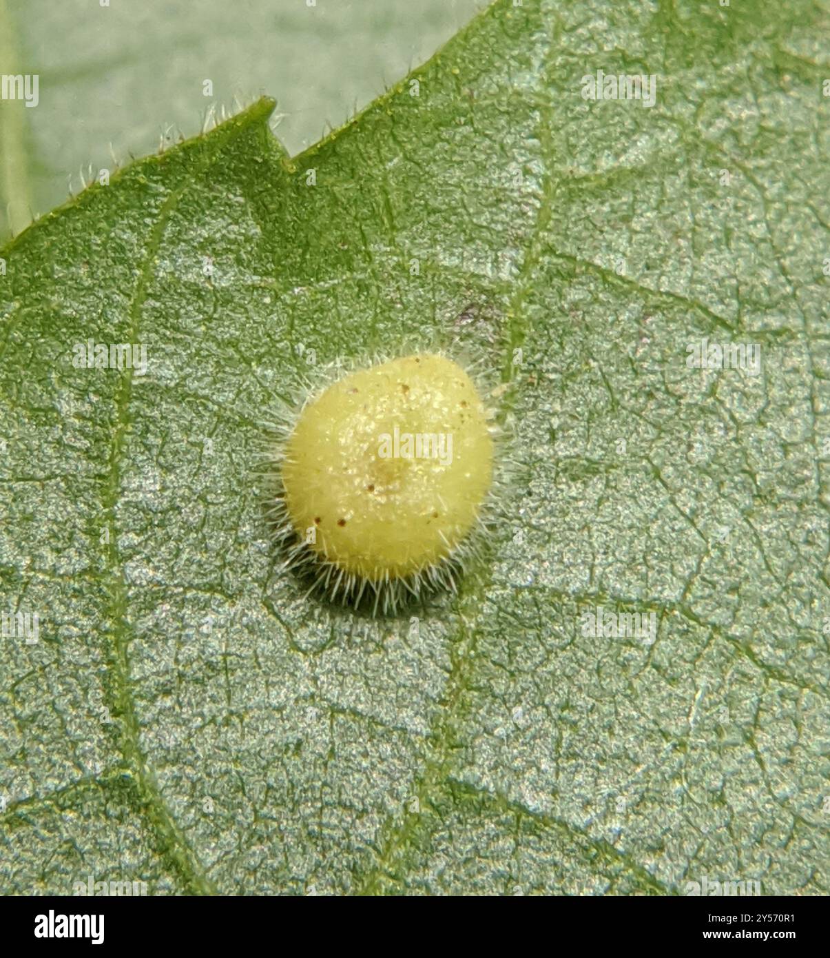 Hickory Placenta Gall Midge (Caryomyia thompsoni) Insecta Stock Photo ...