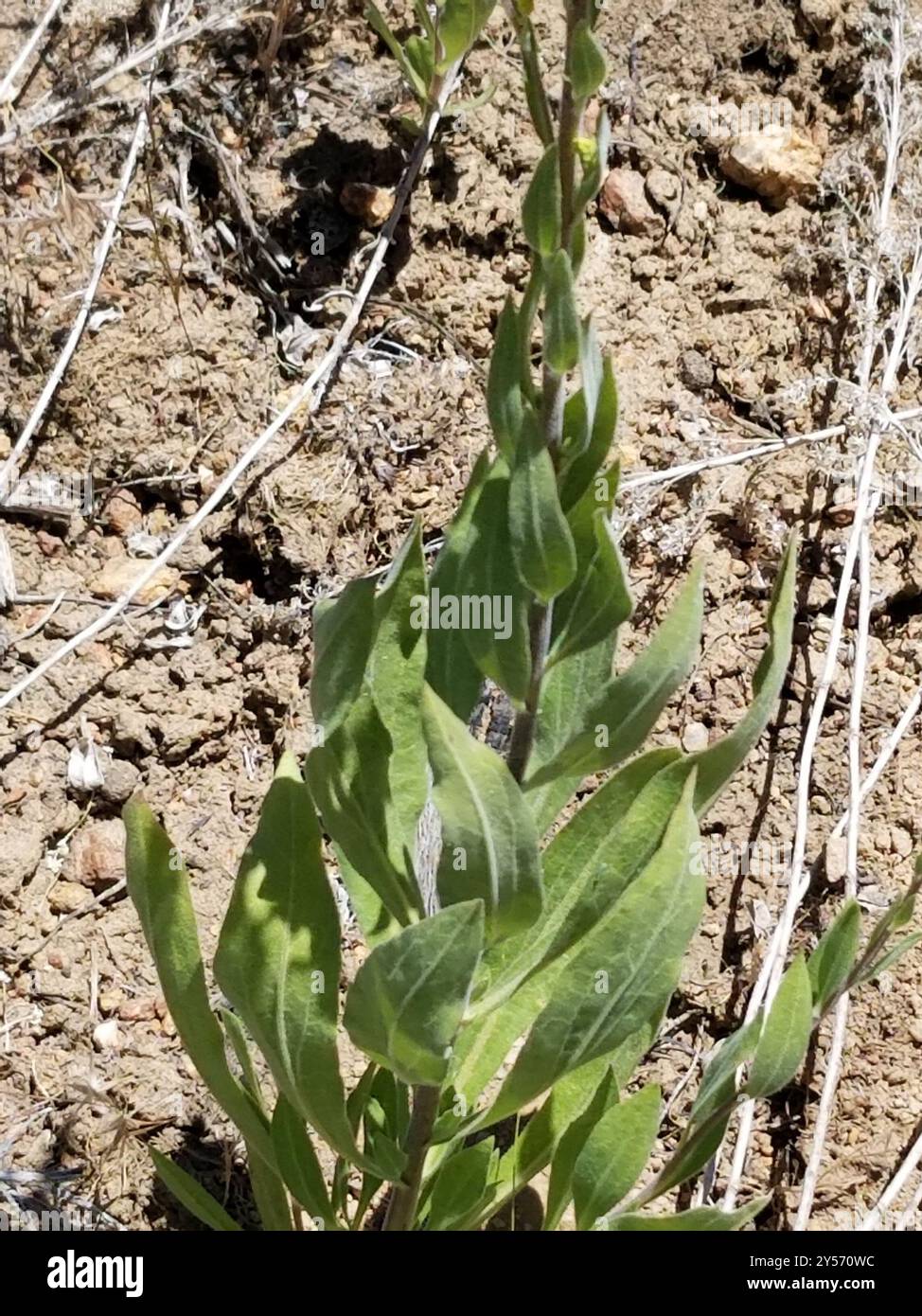 velvety goldenrod (Solidago velutina) Plantae Stock Photo - Alamy